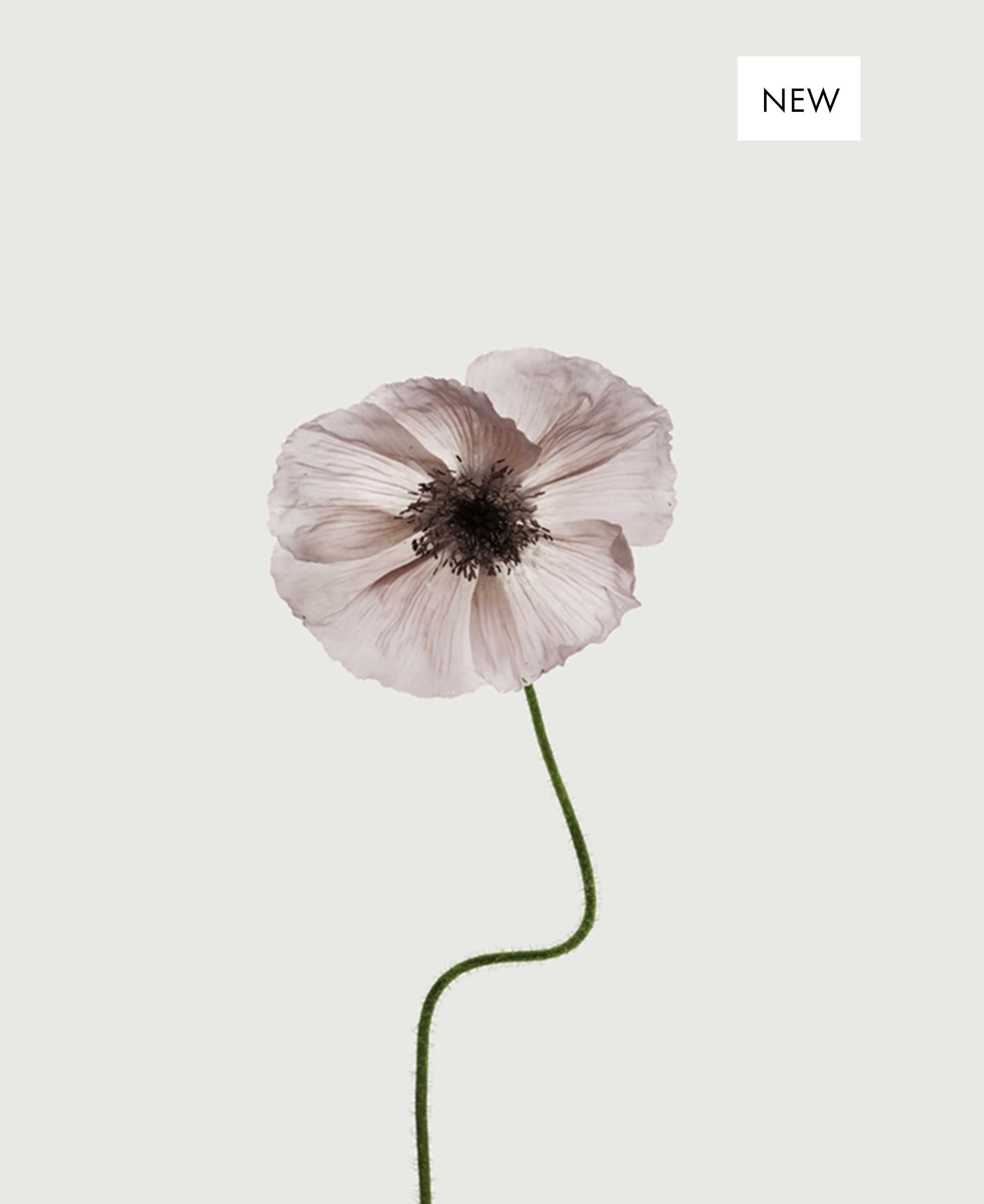 Floret Collection | Designer Boys