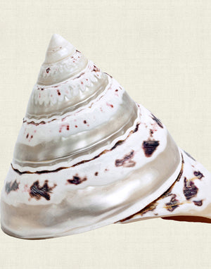 Maddison Shell Collection | Designer Boys