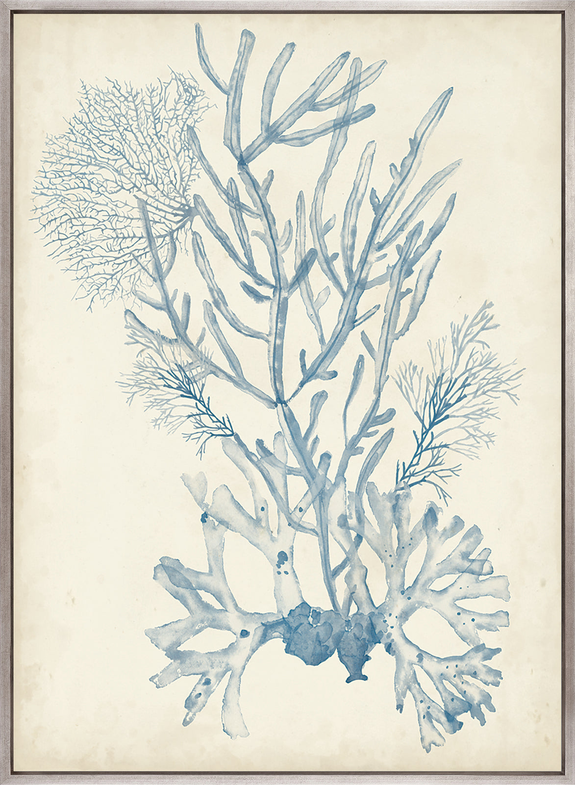 Seaweed Collage II (Pale Blue) Framed Canvas Art | Designer Boys